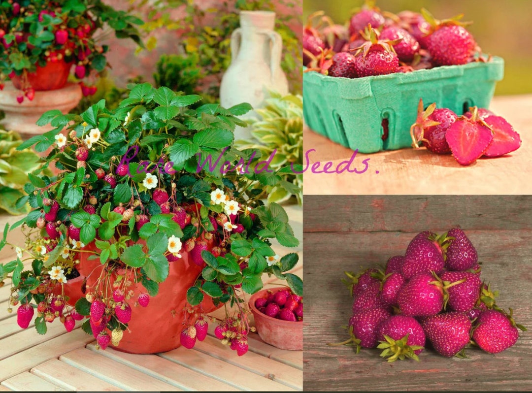 Seeds. NEW! Strawberry 'purple Wonder' First Ever Purple Strawberry ...