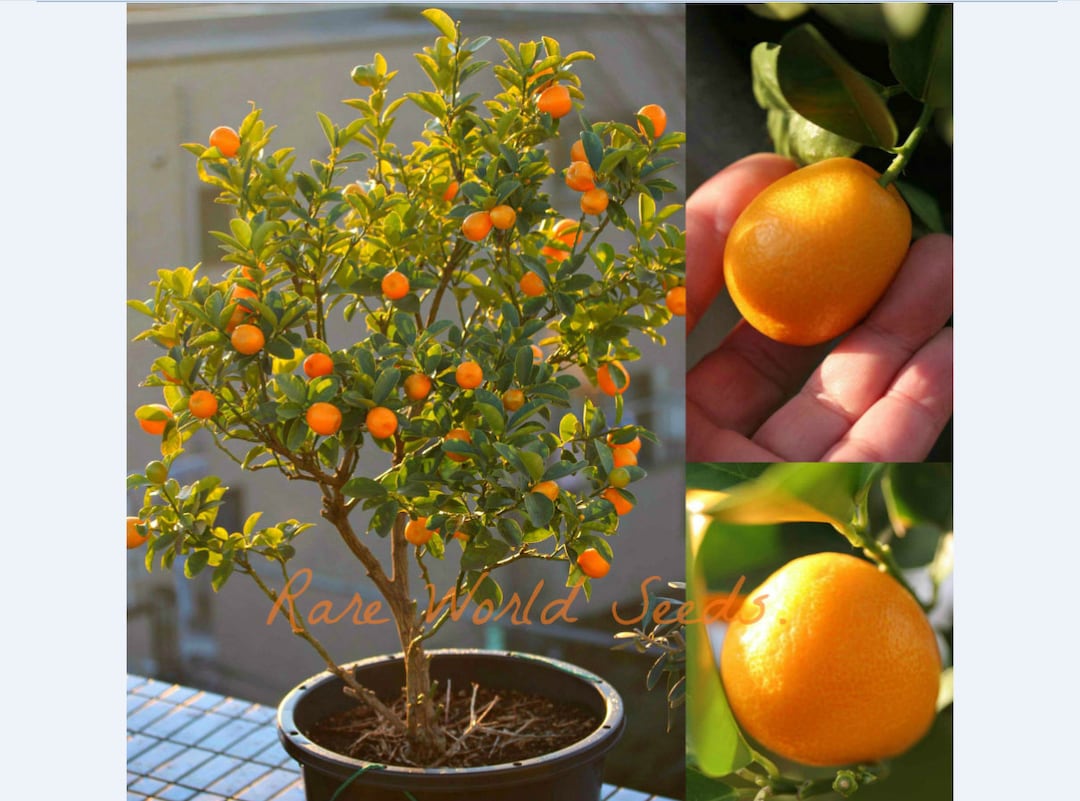 Seeds. Fast and Easy to Grow Sweet Kumquat ‘meiwa’ (fortunella Crassifolia) Citrus the Peel of ...