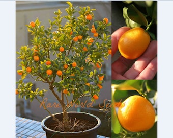 Meiwa Sweet Kumquat - Etsy