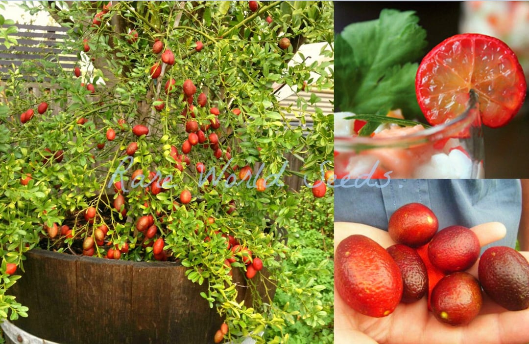 Seeds. RARE Australian Blood Lime Citrus (sanguinea X Limonia) EASY ...