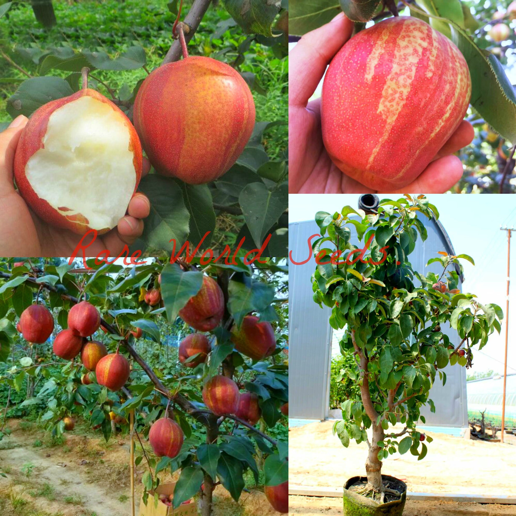 Asian Pear Seeds