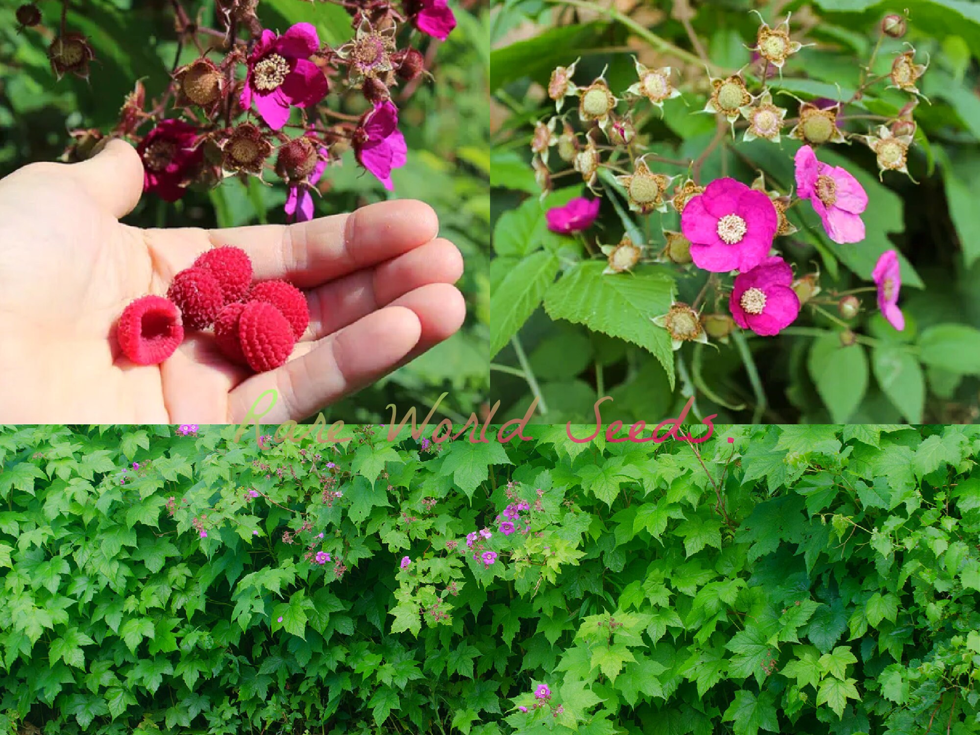 Thimbleberry rubus Odoratus Purple Flowering Raspberries Intense Taste ...