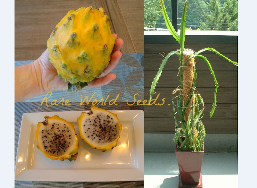 Huge Yellow (selenicereus Megalanthus) Pitaya 'super Sweet Golden ...