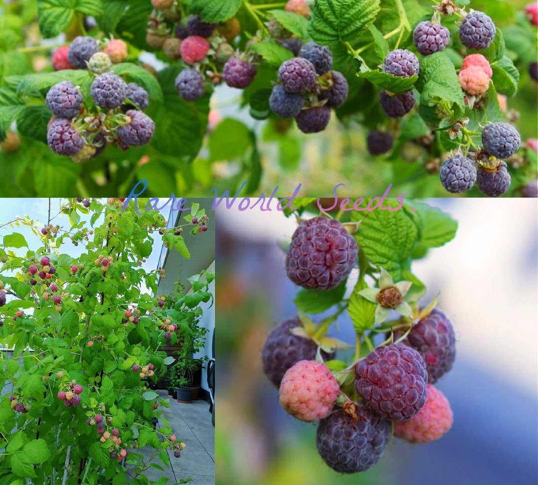 Thornless Purple Raspberry 'glen Coe' (rubus X Neglectus). Vigorous ...