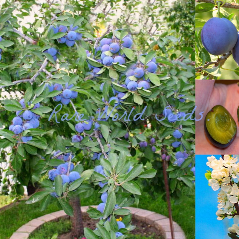 Peter Plum Peter Plum B518a0 - Etsy Canada