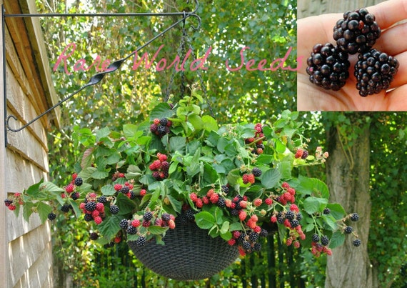 Seeds. FIRST EVER: Thornless Trailing Stems DWARF Blackberry - Etsy