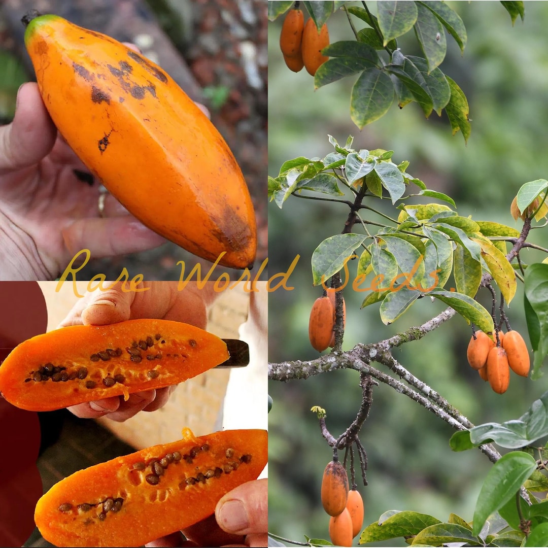 RARE! Pack of 8 Seeds: Chamburo Papaya Caspi Carica Digitata (jacaratia ...