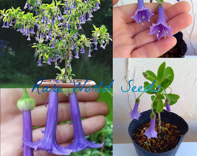 Iochroma 'indigo', Mini Angels Trumpet- Live Plant - Etsy