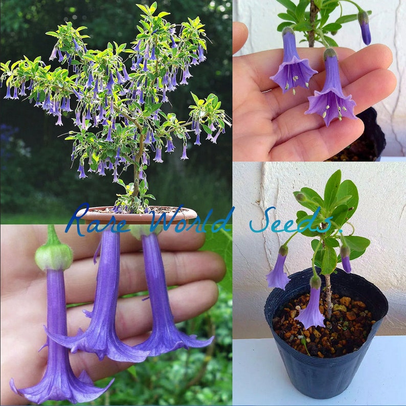 Seeds. Unique and Beautiful! Brugmansia Relative: Blue Angel’s Trumpet ...