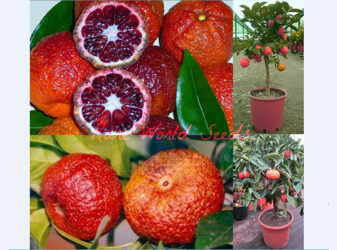 Seeds. DEEP RED Flesh Clementine! Super Sweet Fruits 'clementino Ruby ...
