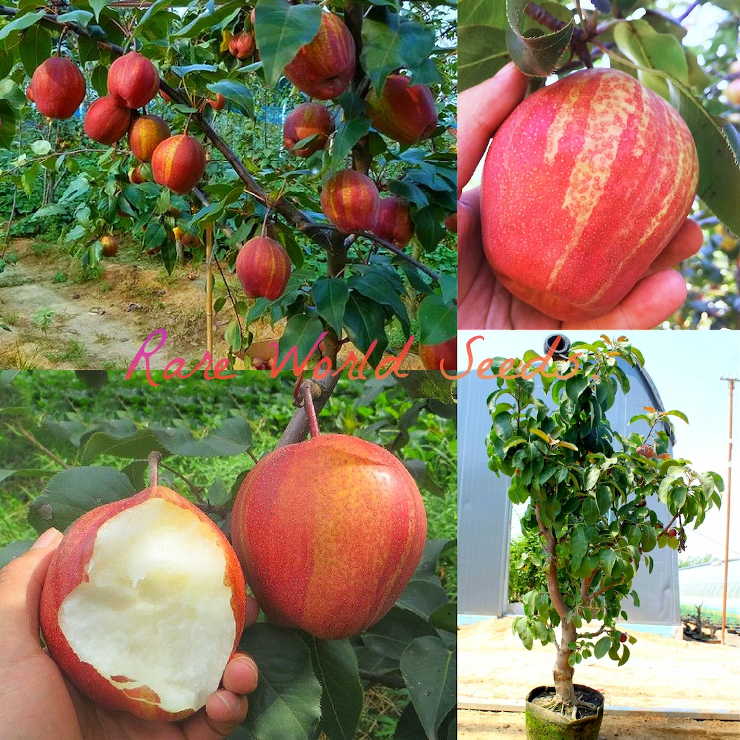 Unique and Appealing! Asian Pear ‘early Crisp Red’ (pyrus Pyrifolia ...