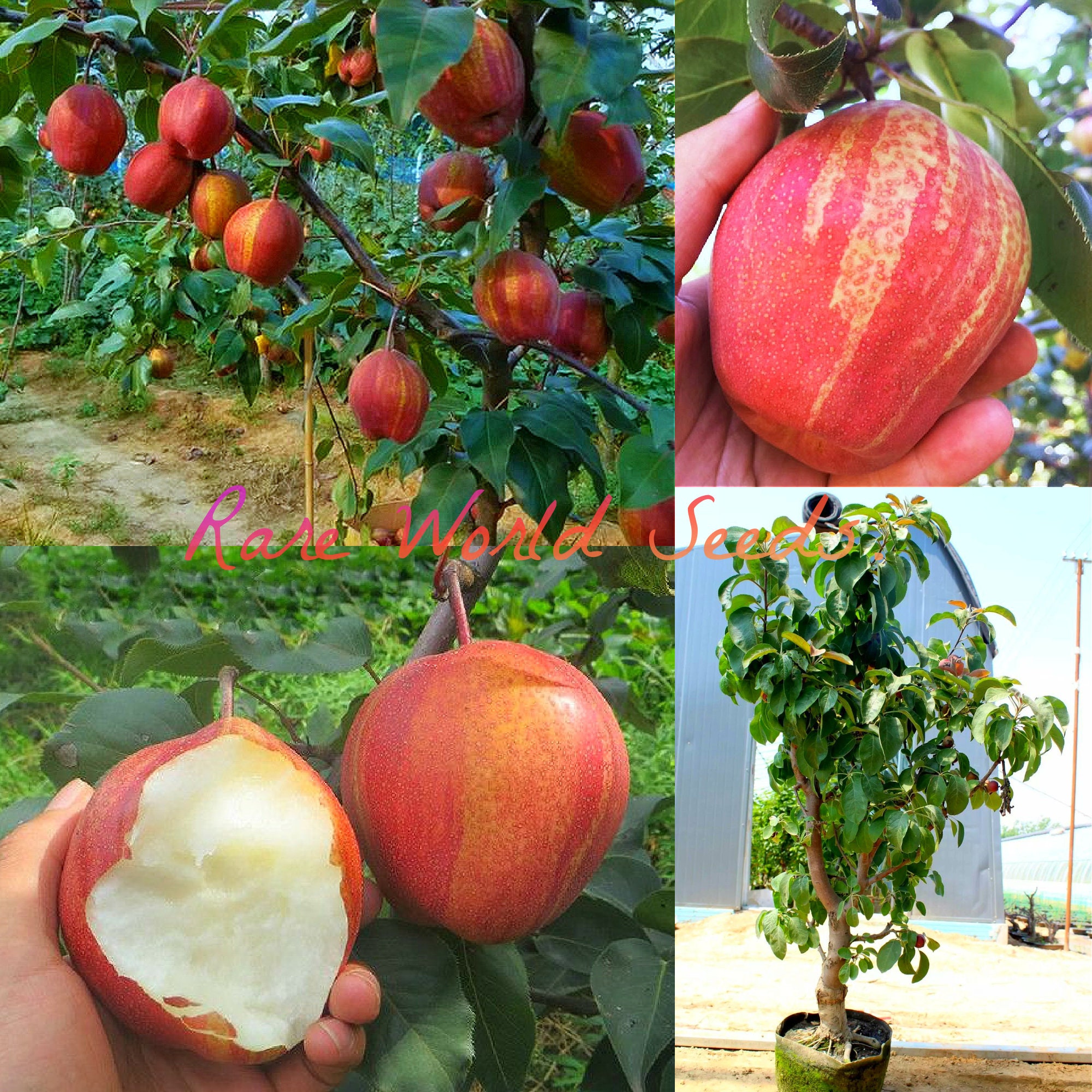 Red Pear Tree Varieties