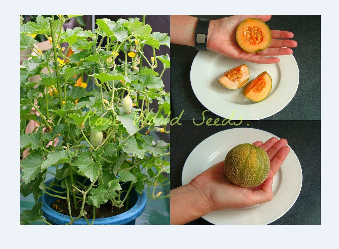 Semillas de melón Myria de tamaño pequeño. ¡El melón 'Bush' más ...