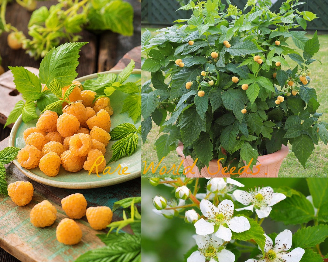 Dwarf Raspberry 'patio Gold' PRIMOCANE: Fruits on First Season Cane ...