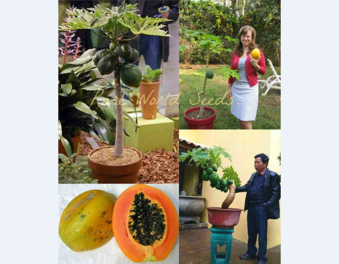 Seeds. MINUSCULE!! Carica Papaya Small Tree 'mihong No.3' Seeds. 'solo ...