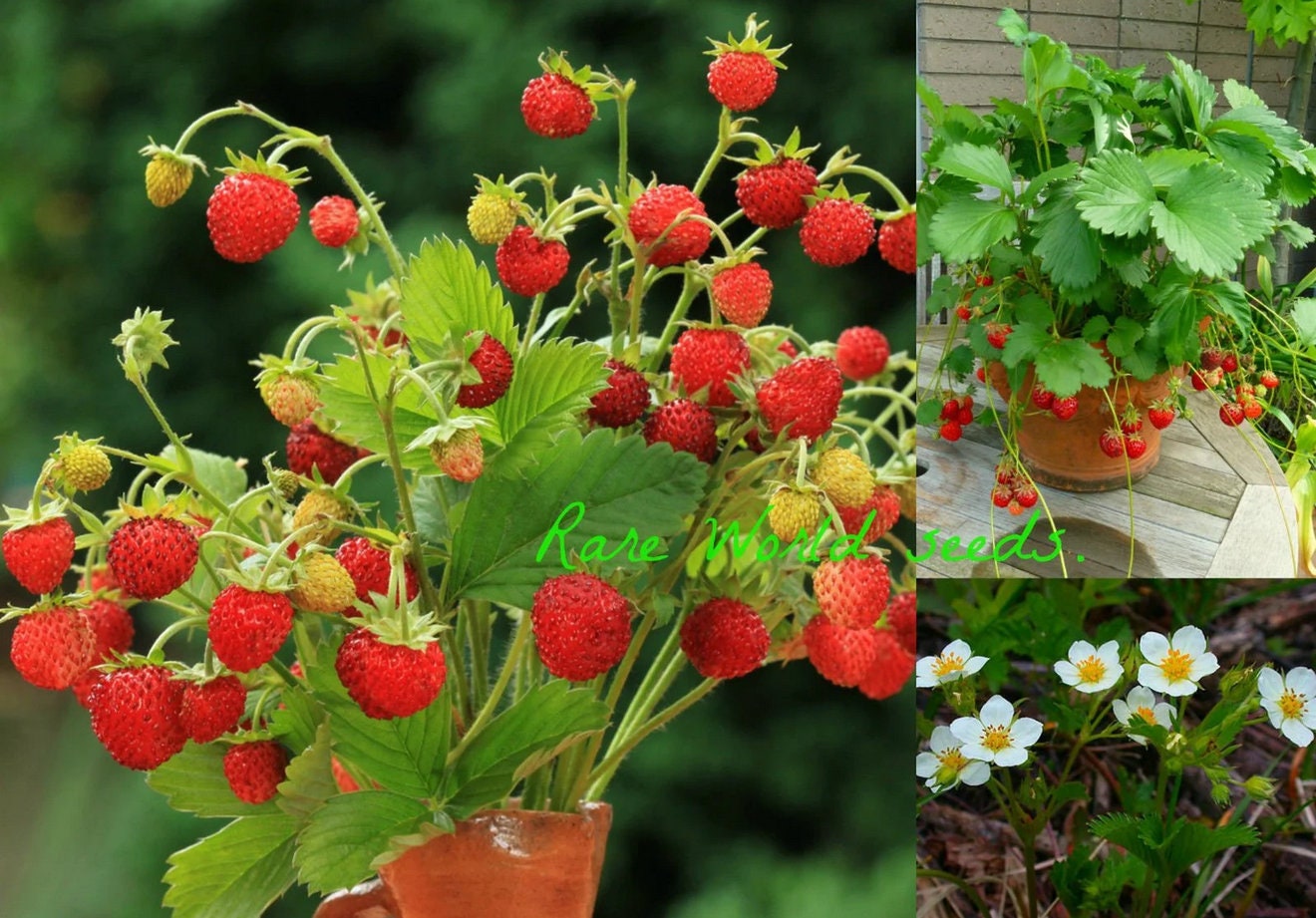 Wild Strawberry 'baron' fragaria Vesca Ground Cover OR Pot Growing PACK ...