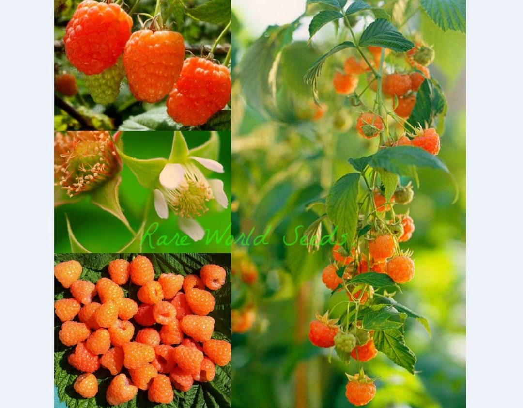 Seeds. HARDY! Raspberry 'valentina' Beautiful Raspberries Apricot Pink ...