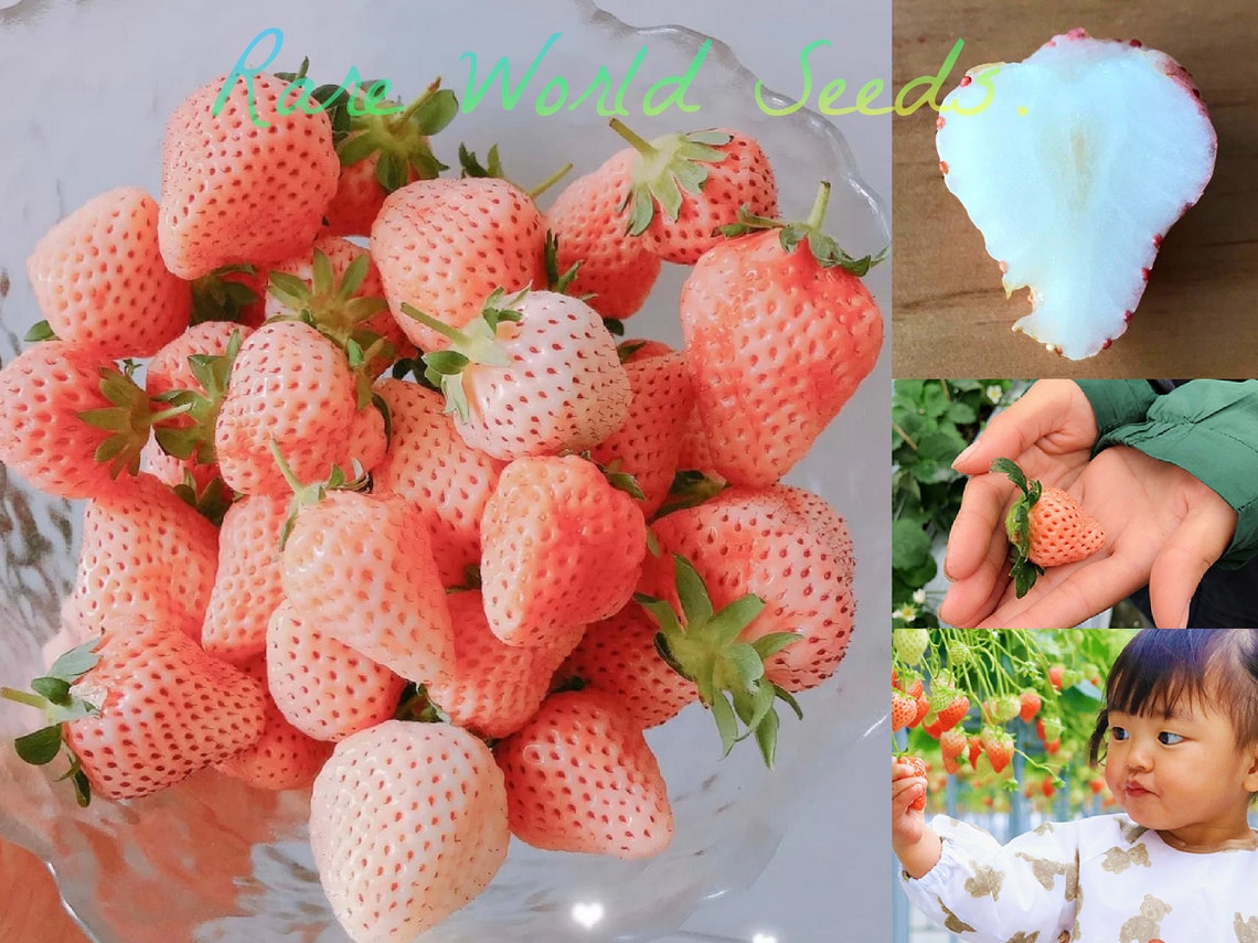 Seeds. Japanese GOURMET Strawberries sakura Ichigo' cherry Strawberry Rich Flavor AND Aroma A ...