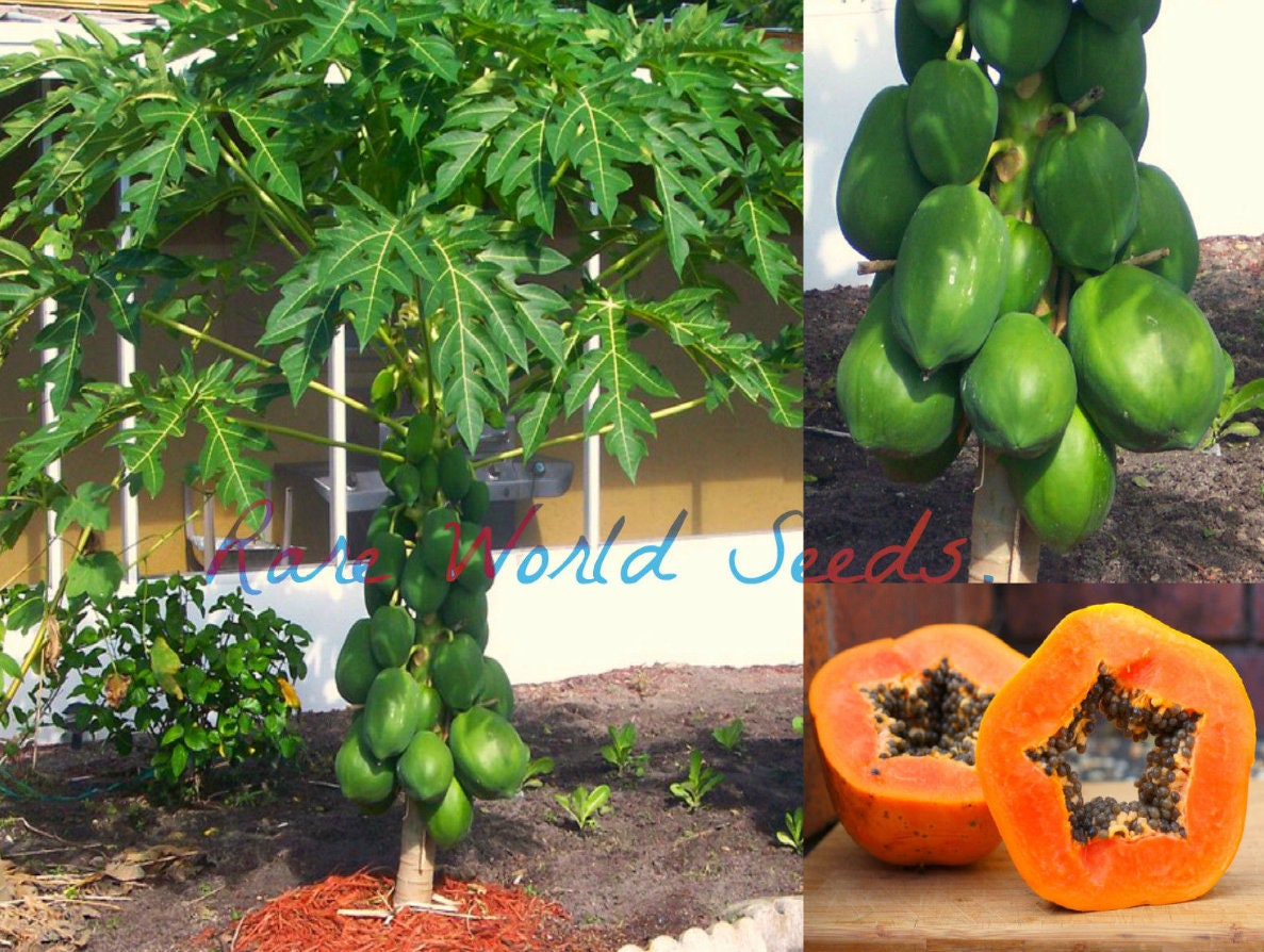 Seeds. A New Heat-tolerant Dwarf Tree Carica Papaya 'ishigaki Sango ...