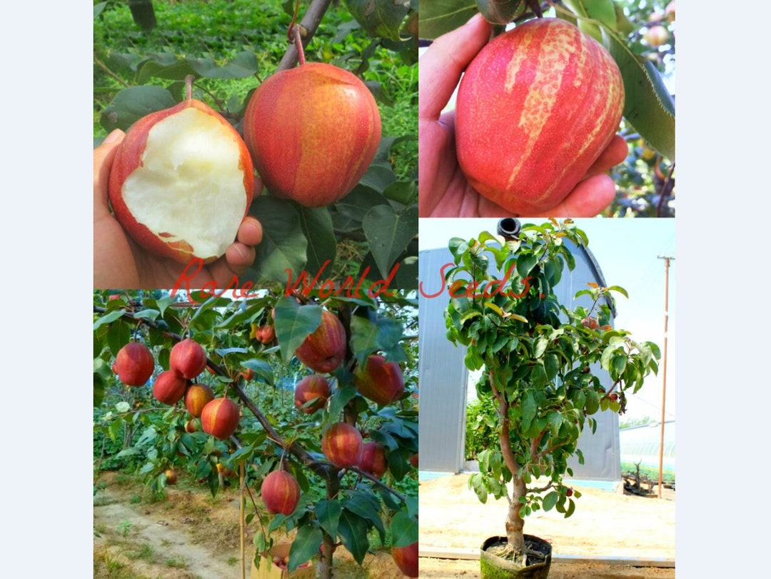 Unique and Appealing Asian Pear early Crisp Red pyrus Pyrifolia Very ...