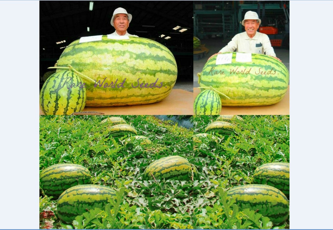 Seeds. GIANT Watermelon 250++ Lbs! ‘iwanaga Giant’ Rare Japanese ...