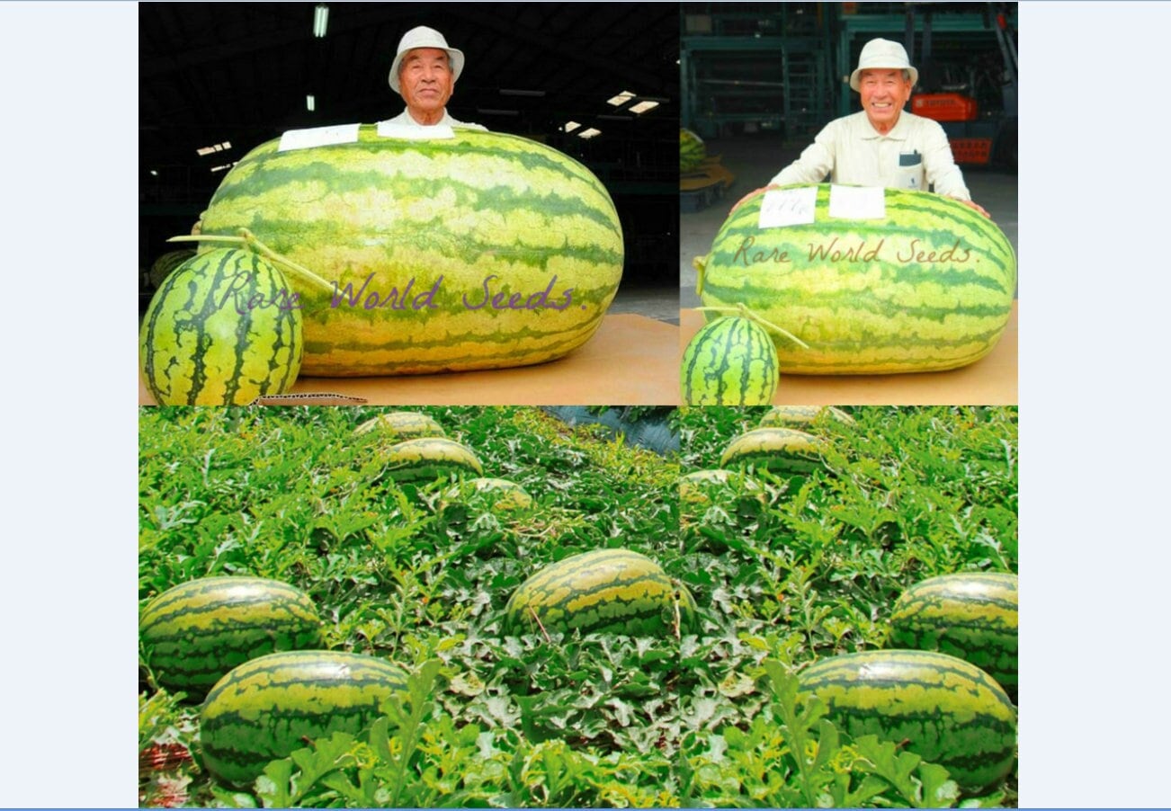 Seeds. GIANT Watermelon 250 Lbs iwanaga Giant Rare Japanese Cultivar Melon From Breeder Mr ...