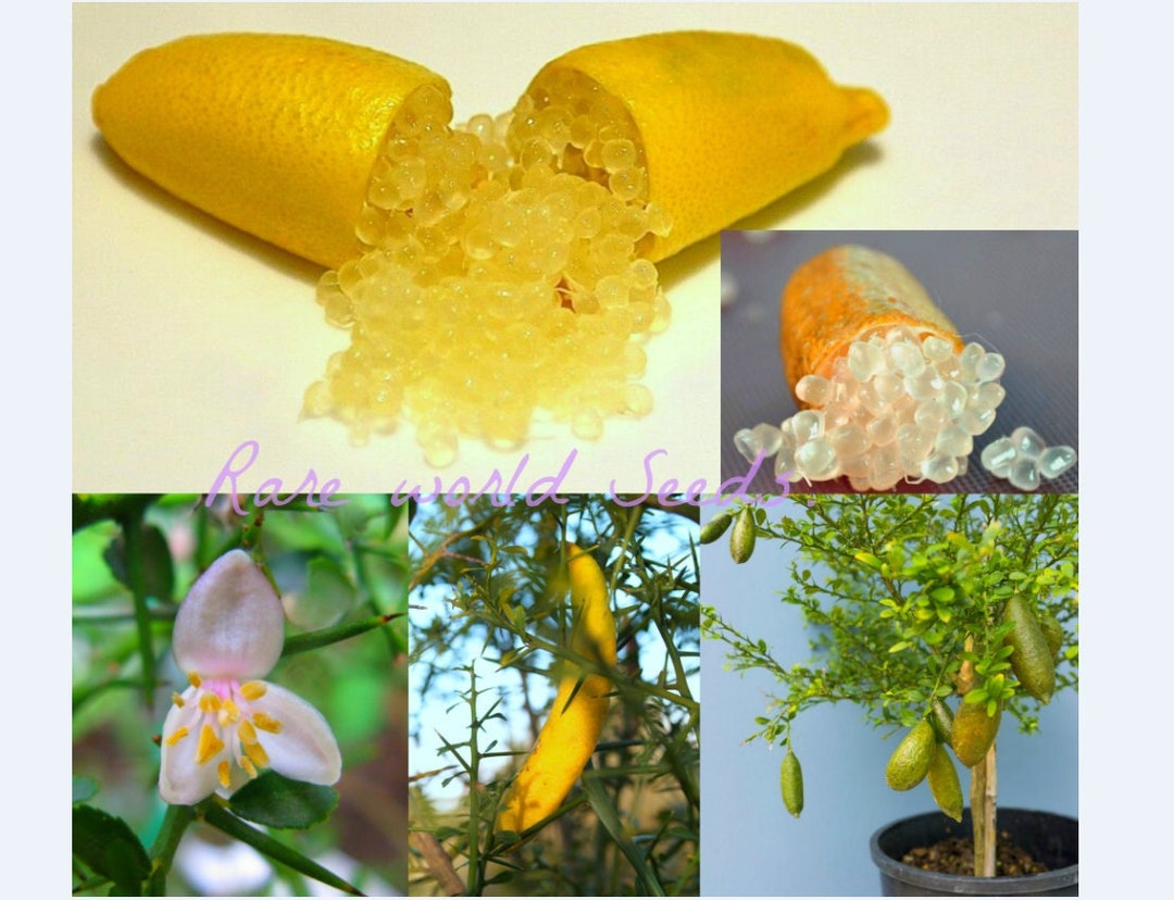 Seeds. RARE Citrus Australasica Finger Lime 'sunshine Yellow' Citron ...