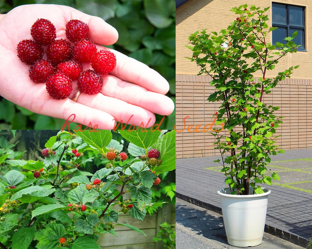 From Japan VERY RARE: 'hararasp' (raspberry Tree) Raspberries Growing ...
