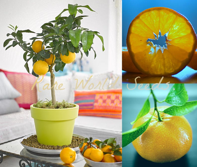 SUPER DWARF! (citrus Myrtifolia) - 'myrtle Leaf Orange' Grows to 2 Feet ...