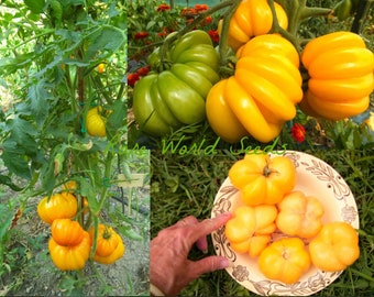 Florentine Beauty Tomato Seeds organically Grown - Etsy
