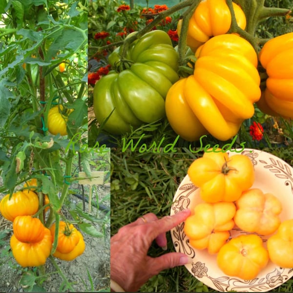 Rare Tomato Seeds - Etsy Canada