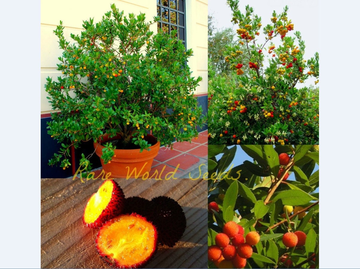 Seeds. UNUSUAL Dwarf Strawberry Tree! ‘compacta’ (arbutus Unedo) in or ...