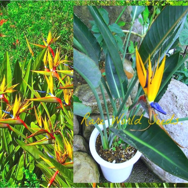 Strelitzia - Etsy