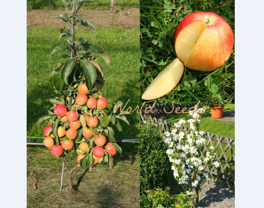 Seeds. Amazing! Grow Your Own TINY! Apple Tree ‘mini Lilly’ Perfect for ...