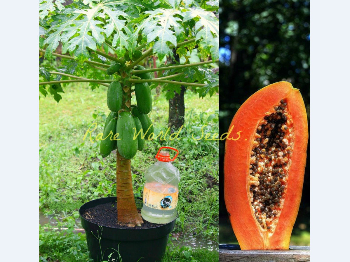 Seeds. Very High QUALITY Carica Papaya From INDIA: "pusa Nanha ...