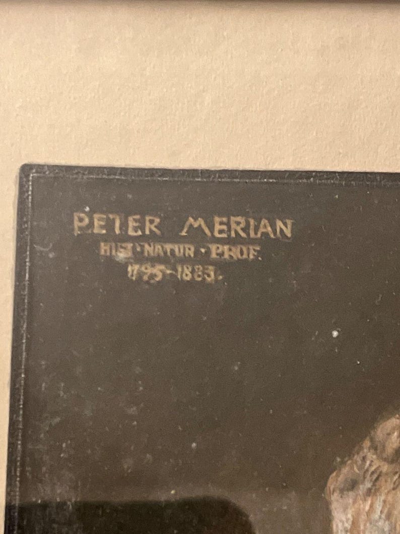 Antique Portrait of Peter Merian, Framed - Etsy