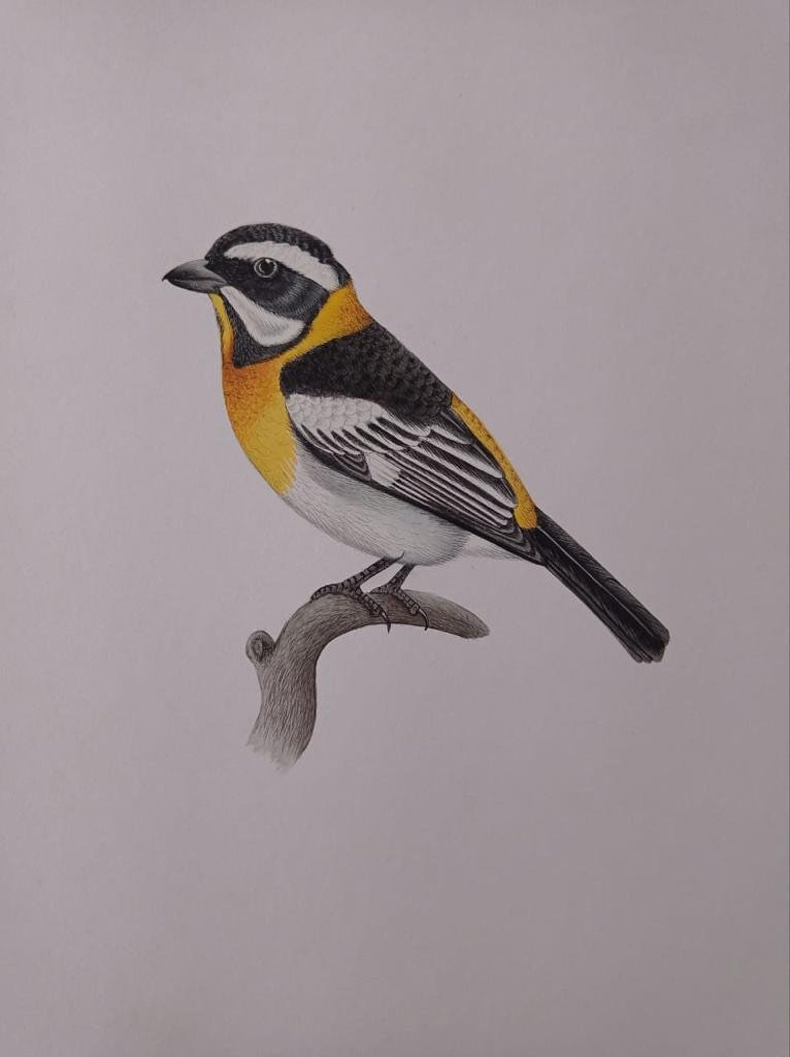 Krishan Kumar Gupta - Freelance Artist - Beautiful Singer Bird Painting ...