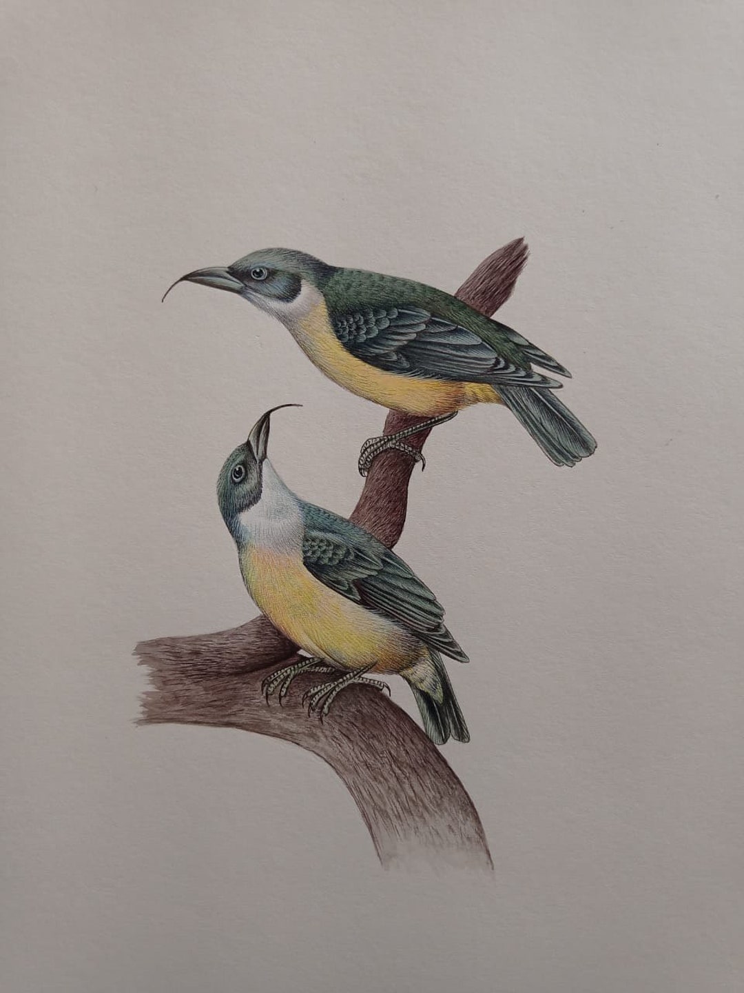 Krishan Kumar Gupta - Freelance Artist - Beautiful Pair Bird Painting With Very Affordable Price ...