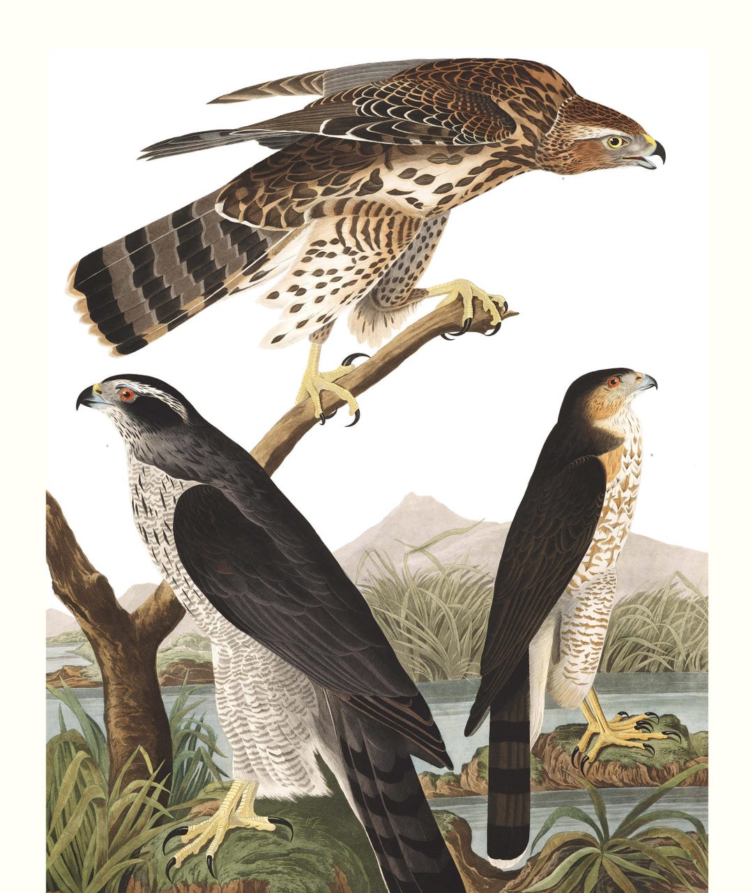 Audubon Goshawk and Stanley Hawk Print, Birds of America, Vintage ...