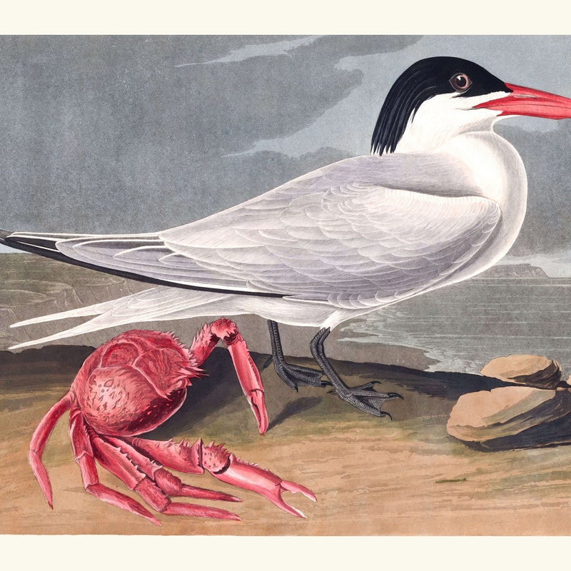 Sea Tern - Etsy