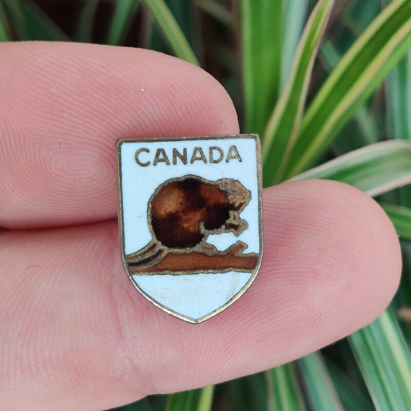 Canadian Beaver - Etsy