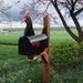 Chicken Mailbox Brown Chicken Red Chicken White Chicken Unique Mailbox ...