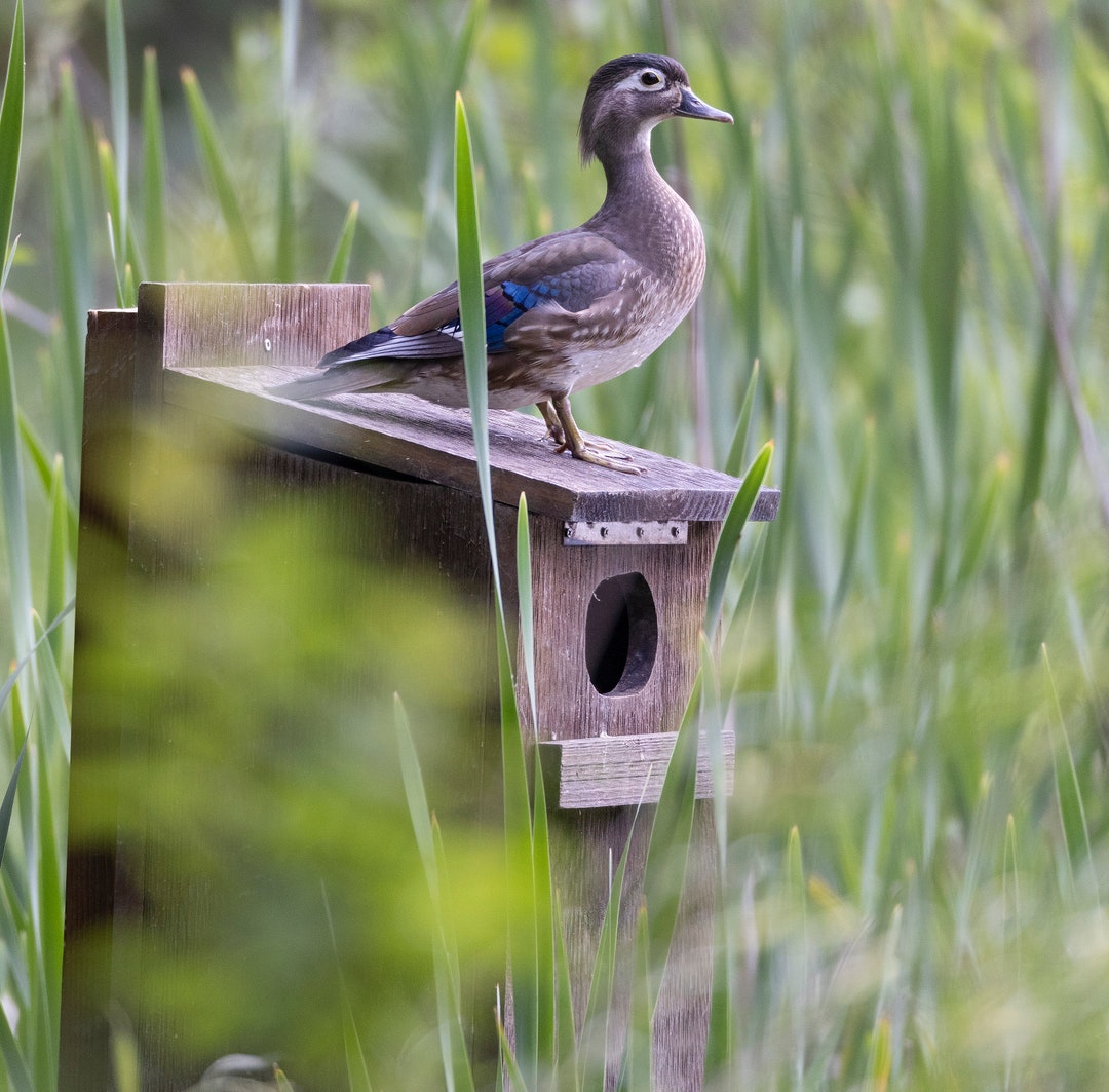 Wood Duck Box | Duck Nesting Box | Birdhouse for Wood Ducks | Made in ...