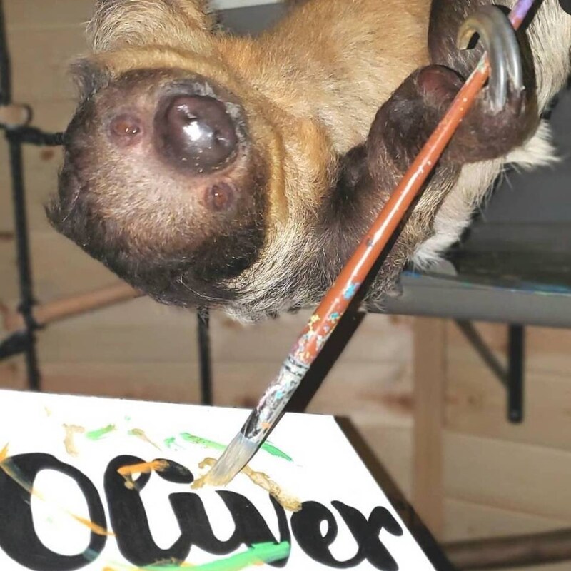 Sloth Painting - Etsy