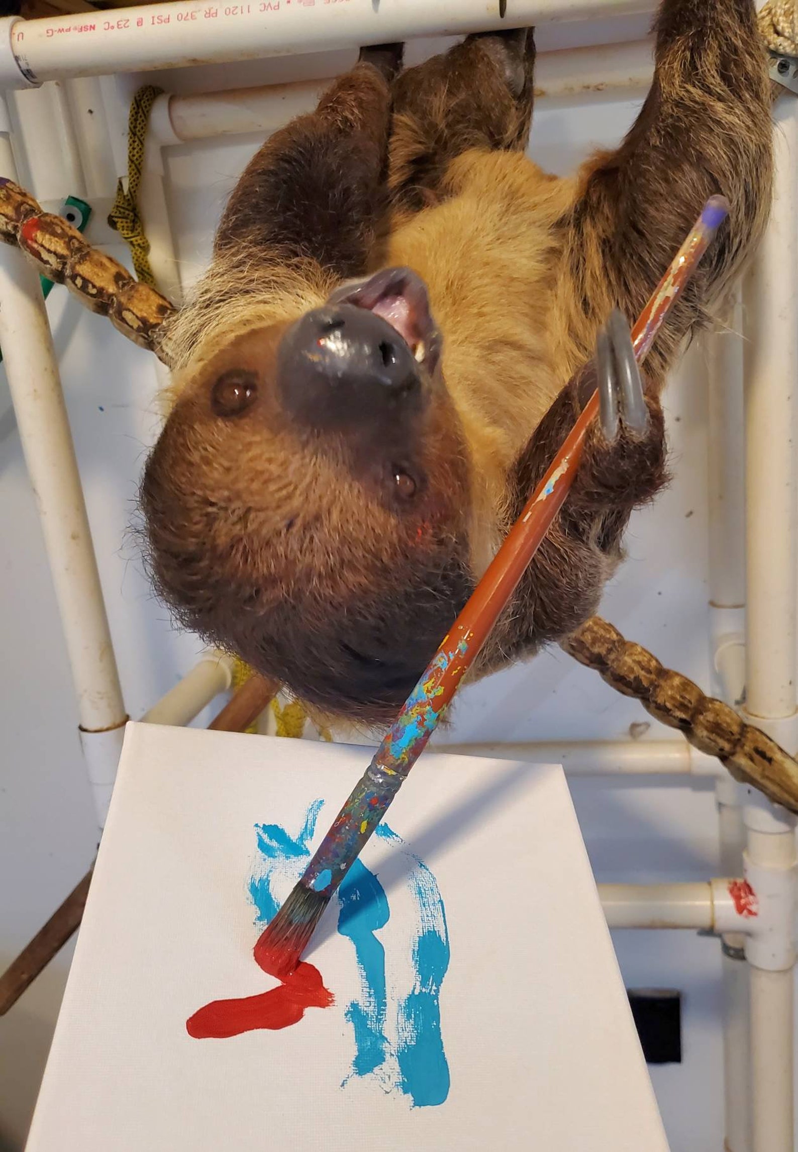 Sloth Paintings - Etsy