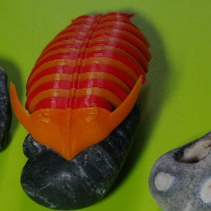 Trilobite 3d Printed Flexible Prehistoric Creature Quick Dispatch From ...