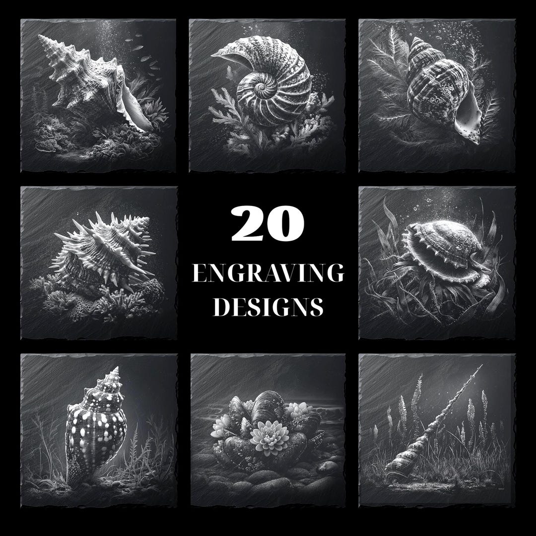20 Seashell Engraving Designs - Digital PNG Files for Laser Cutting ...