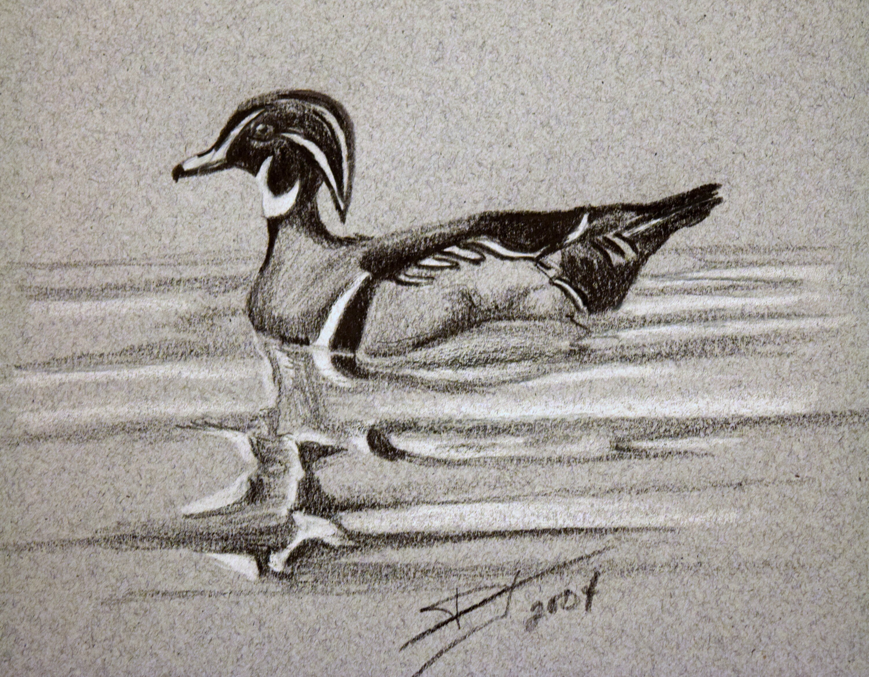 Wood Duck Pencil Drawing