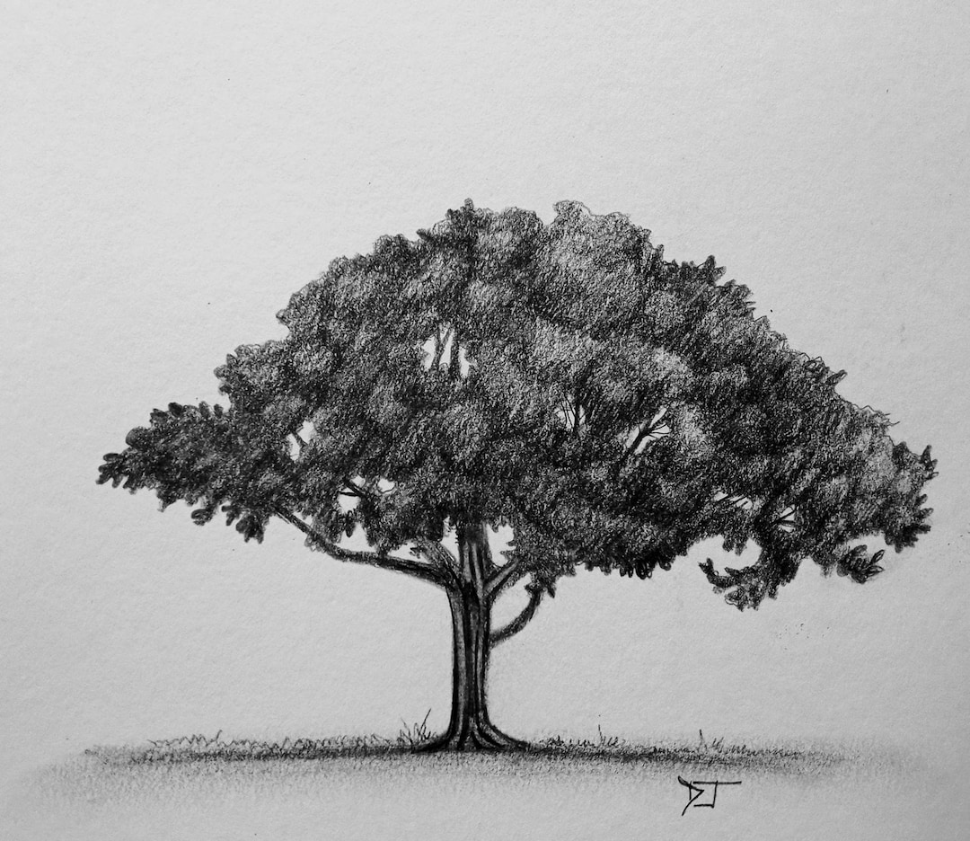 Framed Tree Drawing in Pencil/graphite Landscape Art/realistic Oak ...