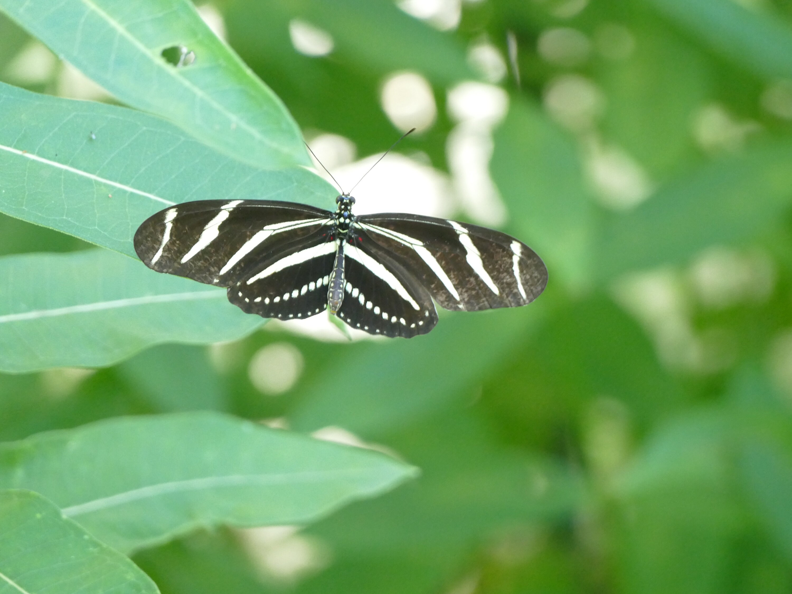 Zebra Longwing Butterfly. Photo for Digital Download Electronically ...
